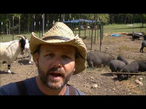 Sustainable agriculture, overwinter garden with livestock and cover crop (manure)