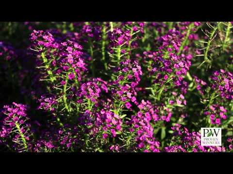 Proven Winners® Gardener Channel: Dark Knight™ Lobularia