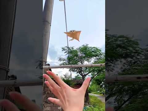 Flying squirrel 🧐😱