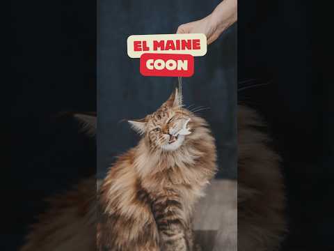 Descubramos el MAINE COON 🐈 ¡El gato más grande del mundo!