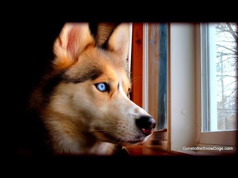 Siberian Husky Love * I Love my Husky