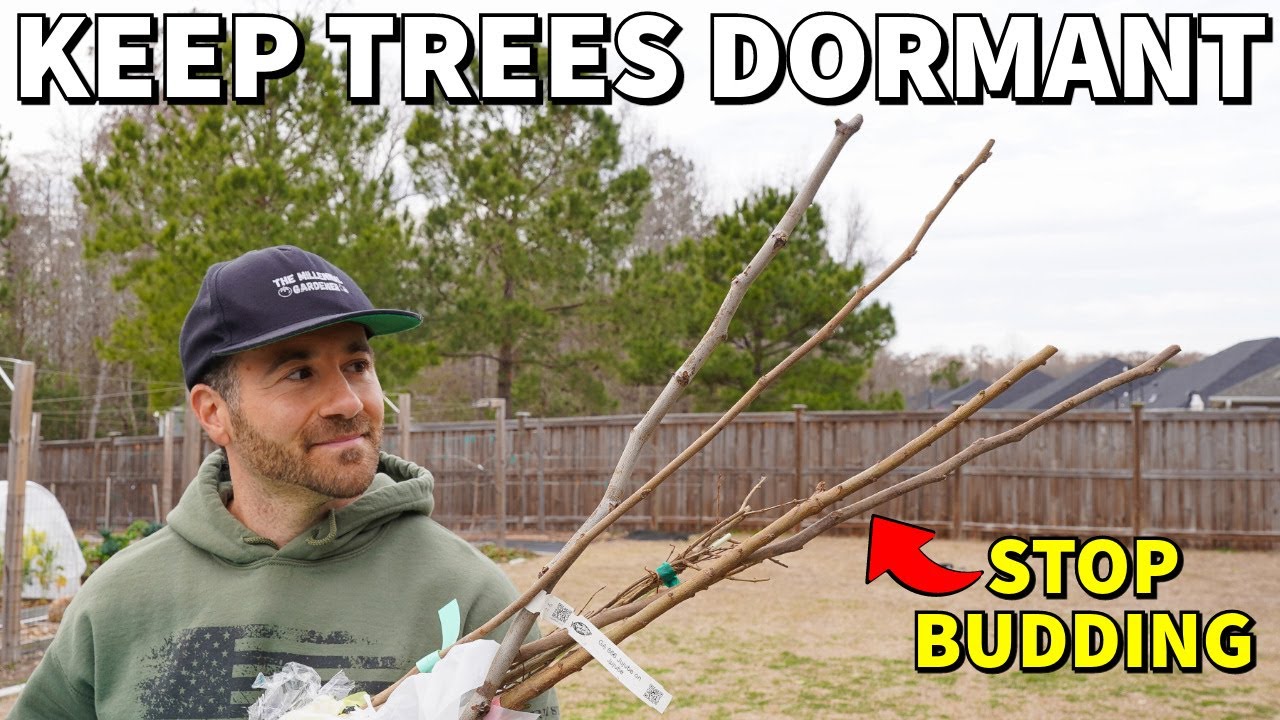 How To Store BARE ROOT TREES To Keep Them Dormant