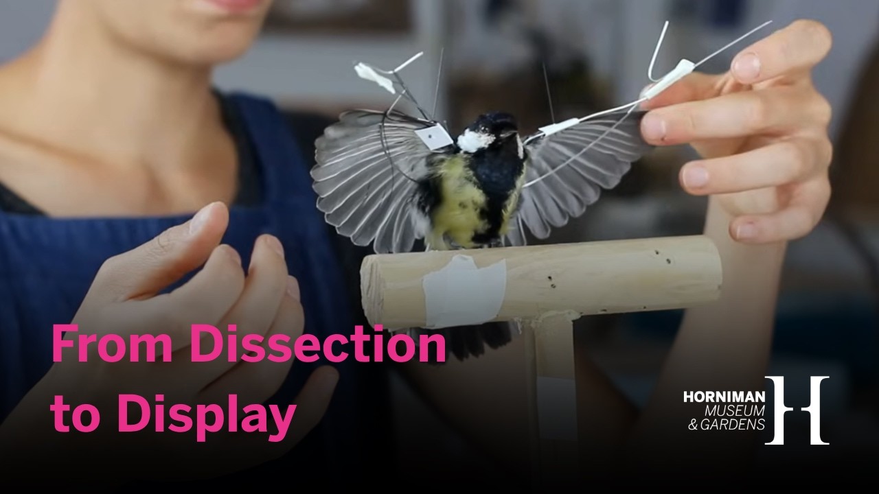 Life after death: about ethical taxidermy - Horniman Museum and Gardens
