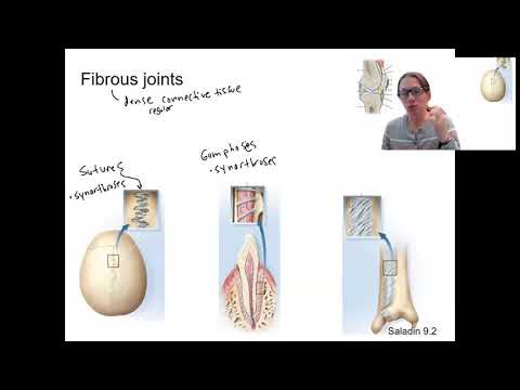 7.4 fibrous joints