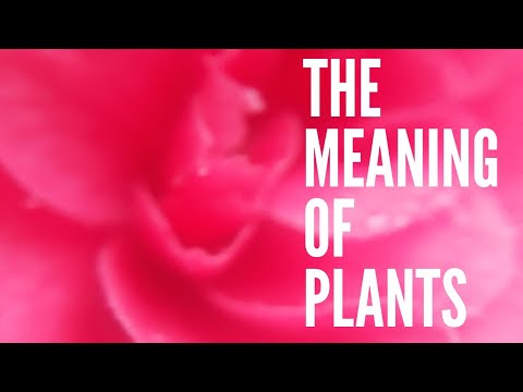 Japanese Camellia - The Meaning of Plants