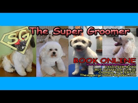 2020/01/16A Live Stream! - Australian Shepherd, Poodle Mix, Poodle, Shih Tzu
