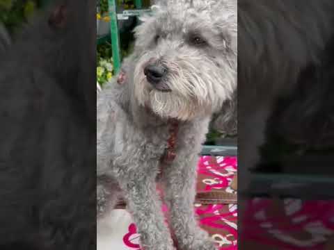 Poochon - Poodle and Bichon mix breed