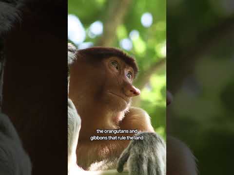 Borneo is wild in every way