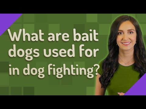 What are bait dogs used for in dog fighting?