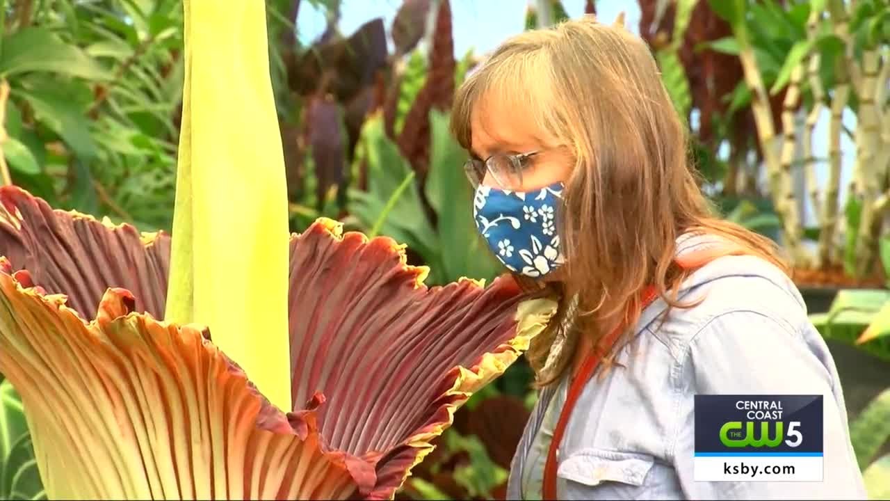 Rare ‘corpse flower’ blooms at Cal Poly