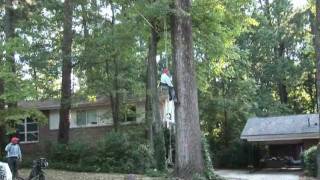 3 Best Tree Services in Atlanta, GA - ThreeBestRated
