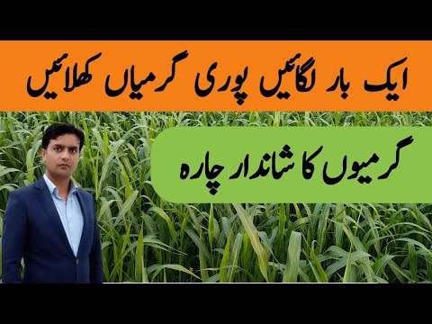 گرمیوں کا شاندار چارہ | Sorghum Sudan grass | Best fodder for Summer 2023 | Plant Clinics