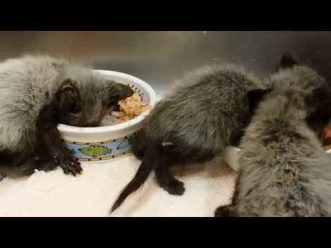 Kittens pigging out on lunch | Utopia, you are standing in it!