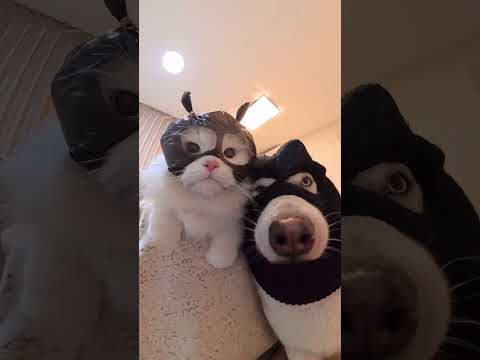 Partners in Crime #dog #cat #short