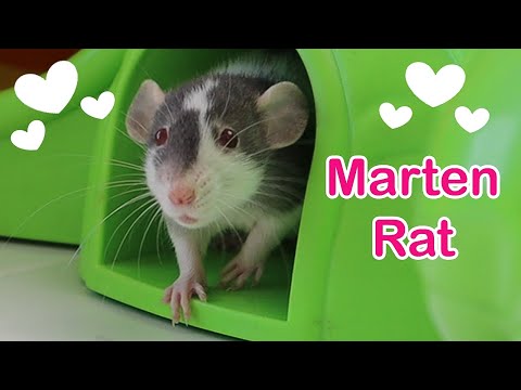 Black Marked Rat with Red Eyes + Eye Boggle