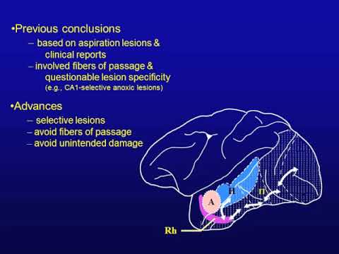 What, if anything, is the medial temporal lobe?