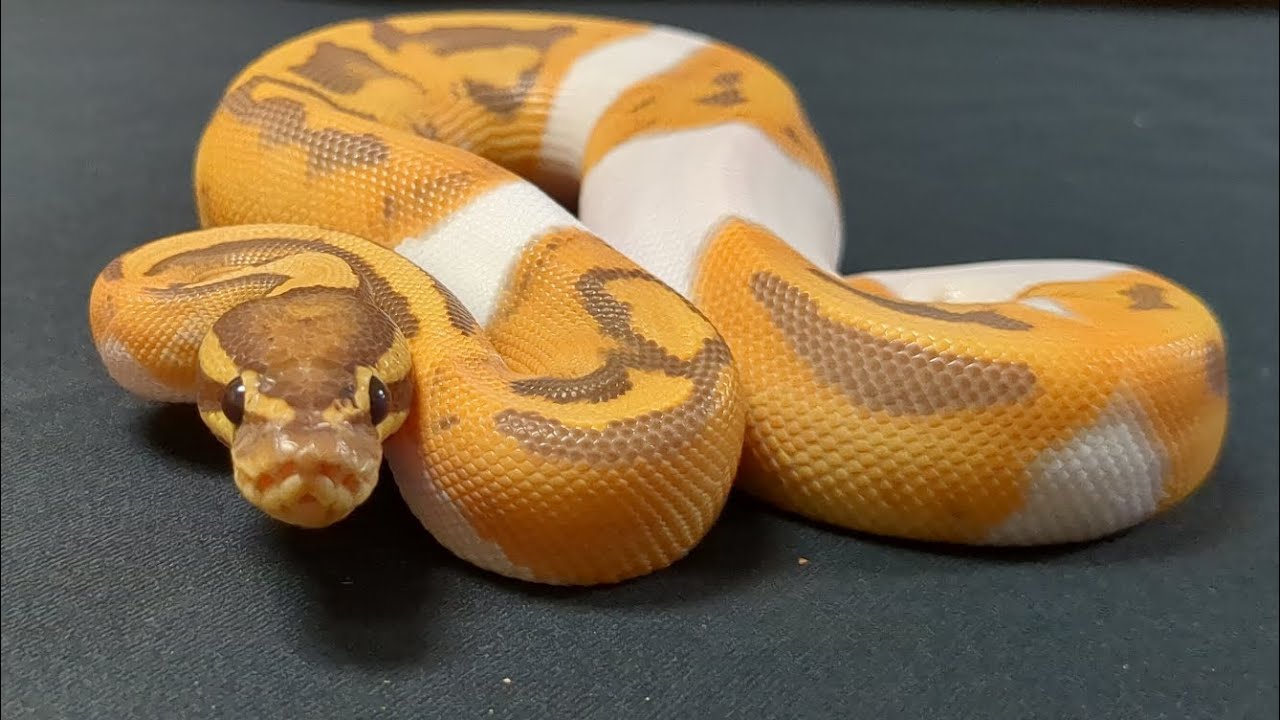 Every Holdback Ball Python From 2022 in One Video!!!