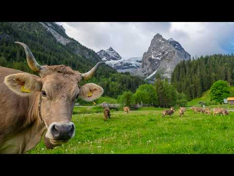 Summer in Switzerland - High season in the Bernese Oberland and Co.