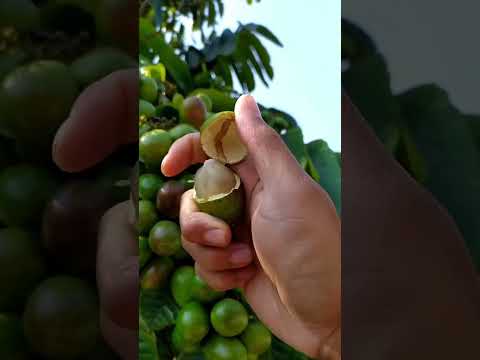 Benarkah buah matoa ada rasa duriannya