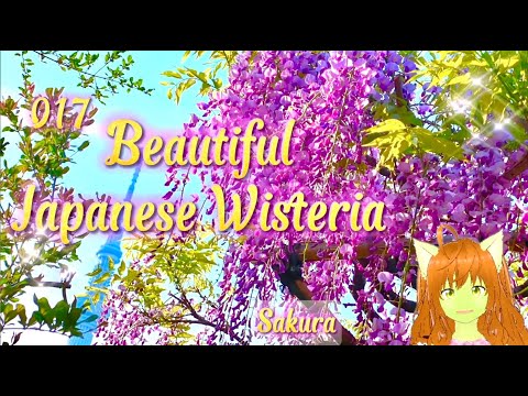017 ✨Beautiful Japanese Wisteria in Tokyo🗼✨