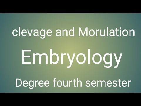 Clevage and Morulation of frog
