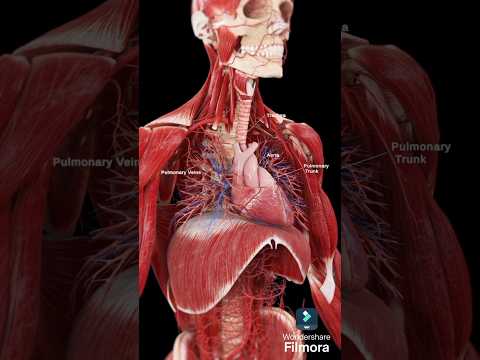 5 Facts About π heart. #facts #2025 #viralshorts #health #skincare