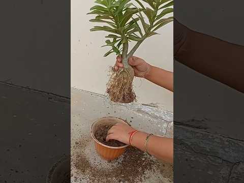 Adenium plant repotting #adenium #repotting #propagation