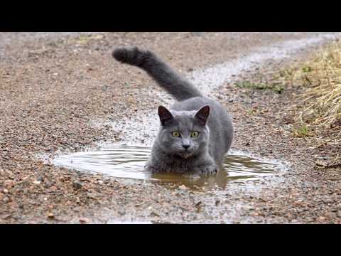 Russian Blue cat in a puddle