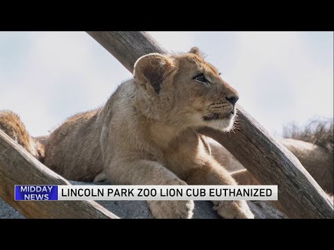 Lincoln Park Zoo lion cub euthanized