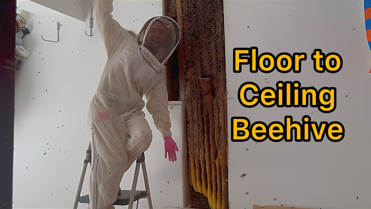 80k Bees Floor to Ceiling