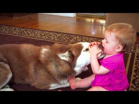 When Your Dog Surprises as Babysitter dog and baby bonding moments |Funny Pet's Life