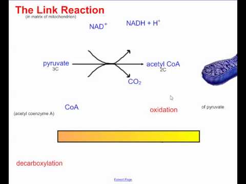 Cellular Respiration Part 3 The Link Reaction IB Biology