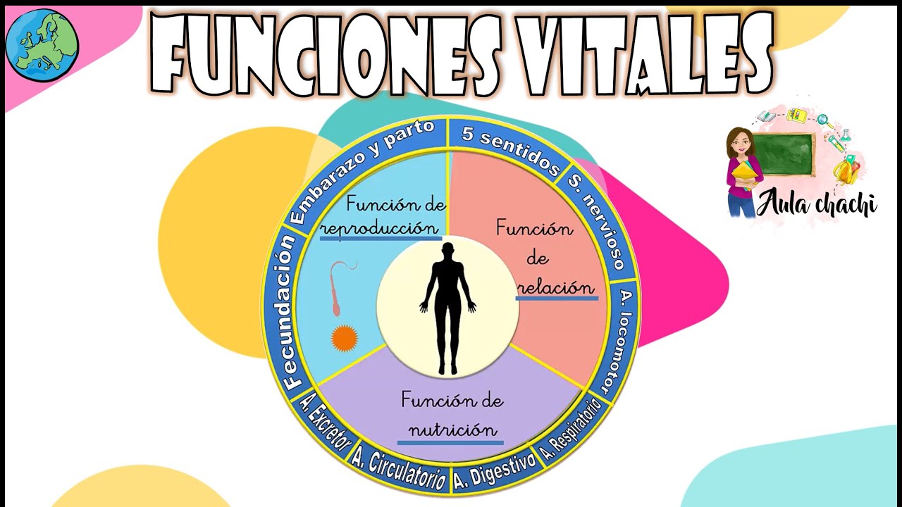 Funciones Vitales | Aula chachi - Vídeos educativos para niños