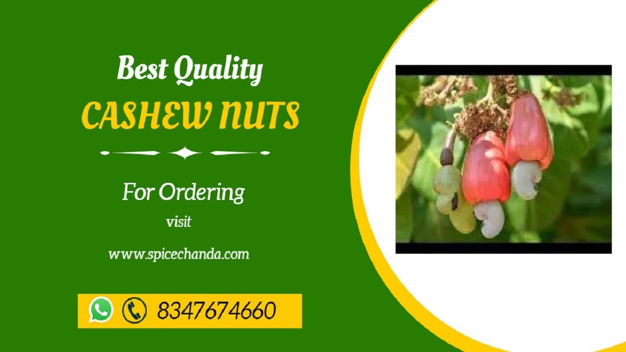 BEST QUALITY W240 CASHEW NUTS
