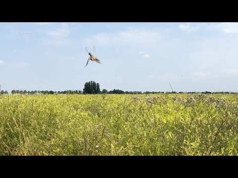 Startled Bird – 1-memo•com