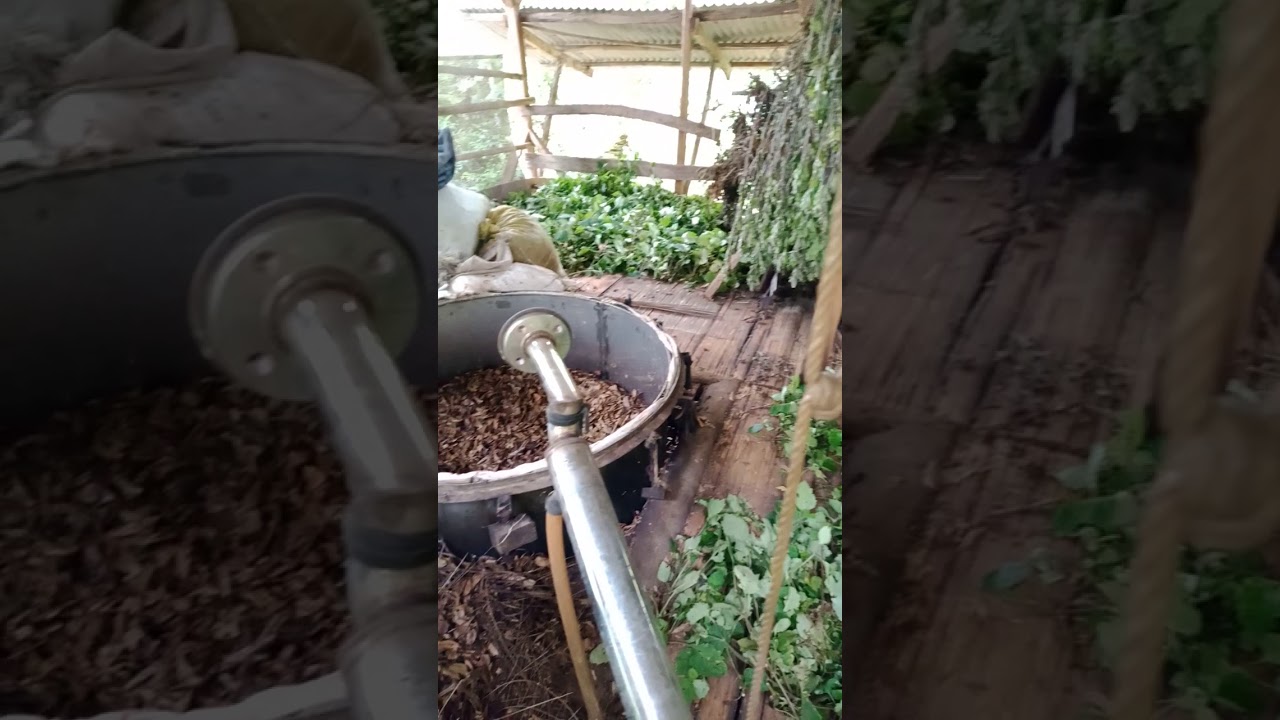 pengeringan Nilam lebih praktis dan hemat tenaga