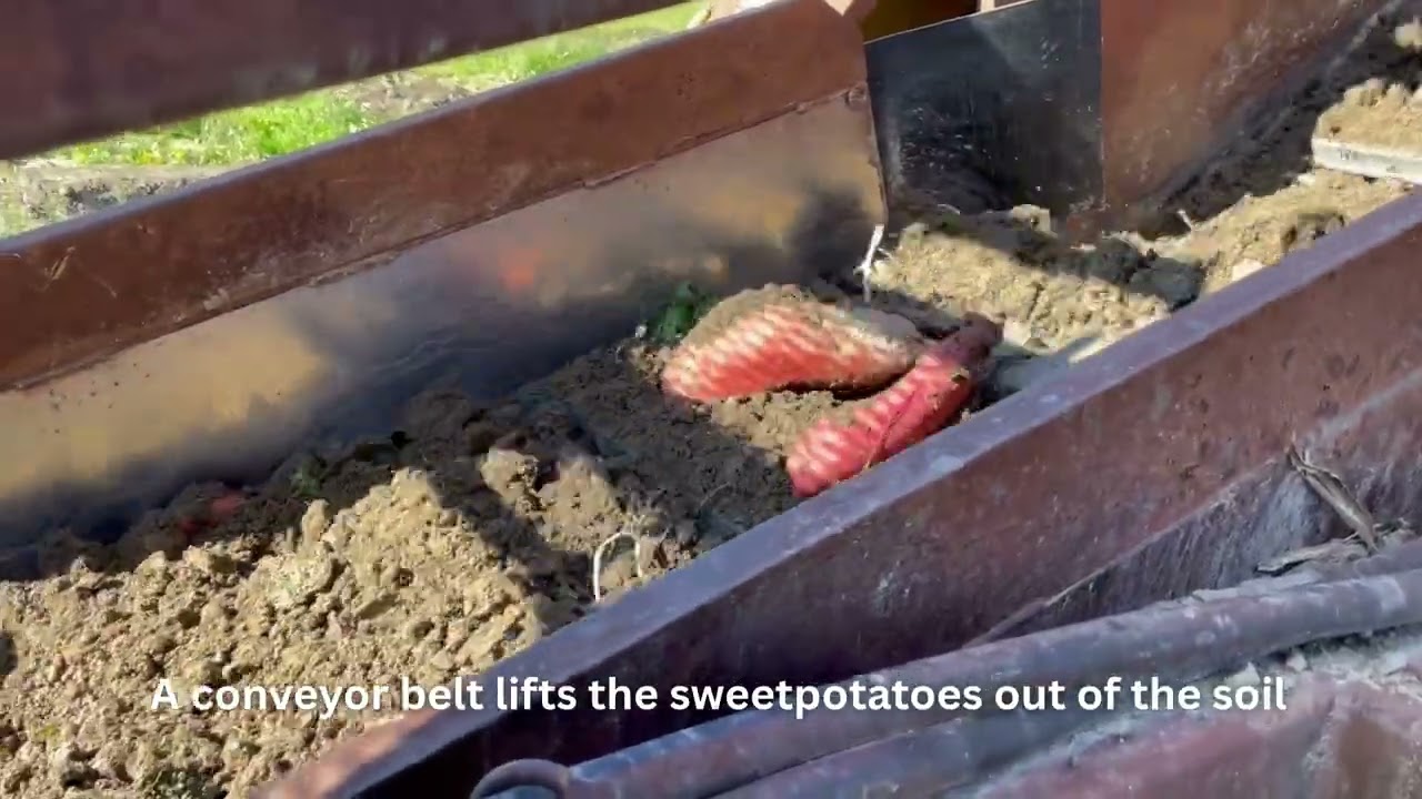 Harvesting Sweetpotatoes with a Potato Digger