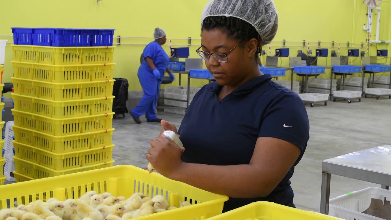 Aviagen Quitman Hatchery Video