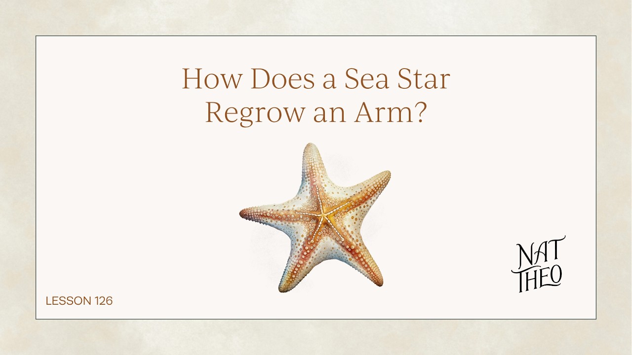 How Does a Sea Star Regrow an Arm? Lesson 126