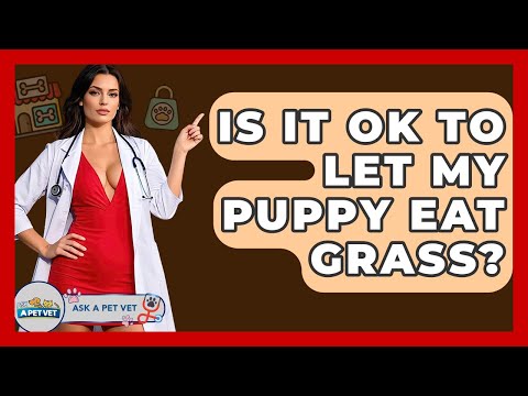 Is It OK To Let My Puppy Eat Grass? - Ask A Pet Vet