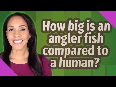 How big is an angler fish compared to a human?