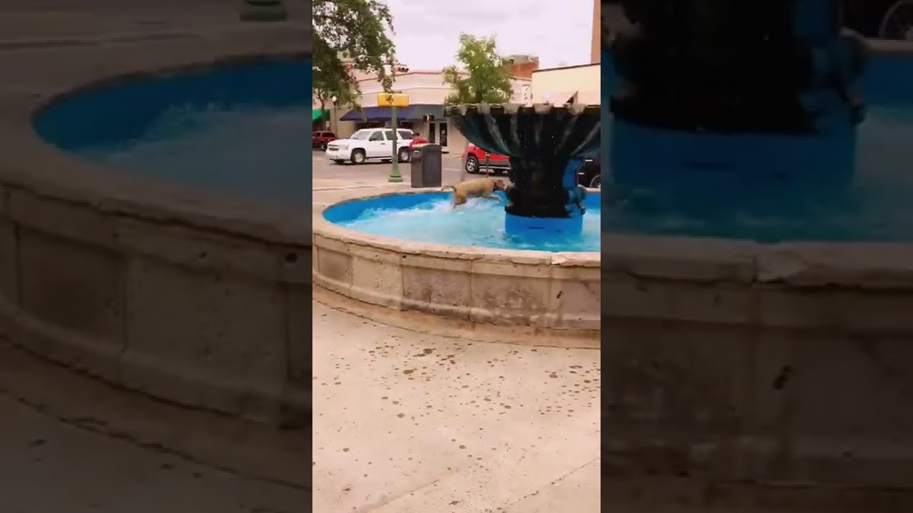 Happy doggo 🥺 #dogs