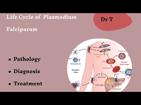Life cycle of Plasmodium falciparum (part 2)
