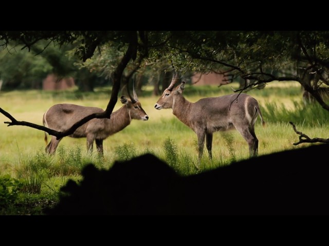 Black Boar Ranch – Southern Florida’s premier year-round hunting ...