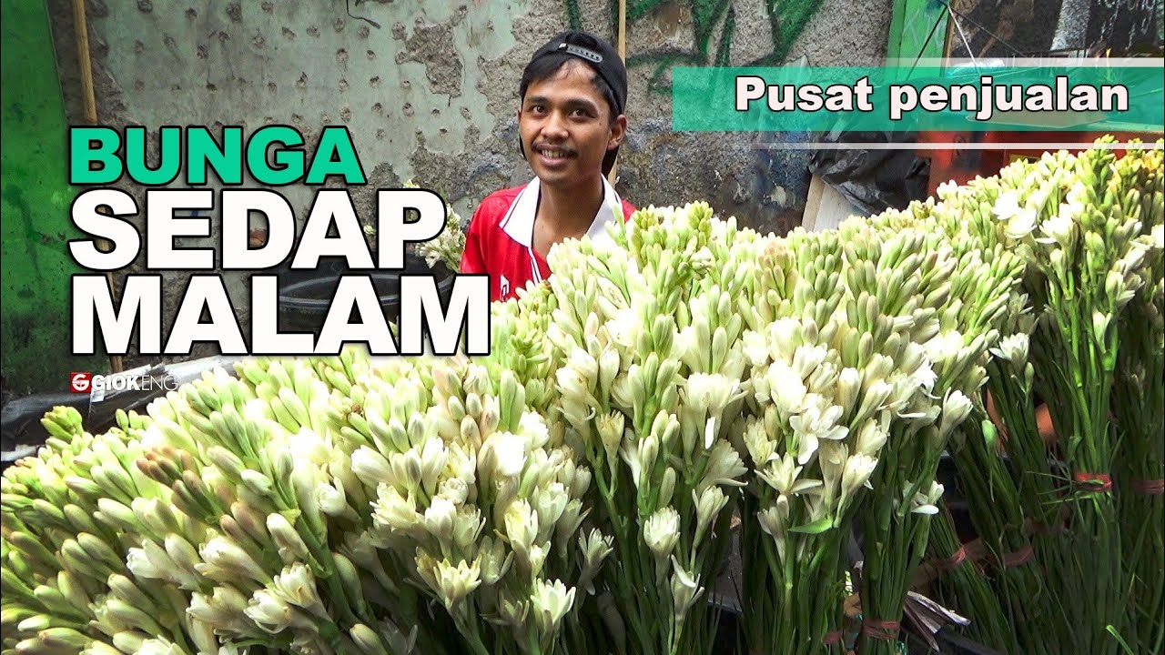 pusat penjualan BUNGA SEDAP MALAM  di jakarta