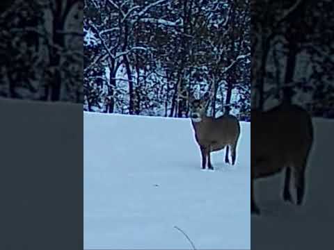 Awesome buck footage from the Tactacam Reveal! #tactacam