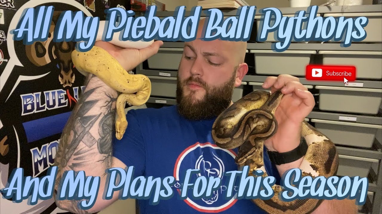 Check Out All Of My Piebald Ball Pythons, My 2021 Plans For Them and Lets Pair Some Snakes!