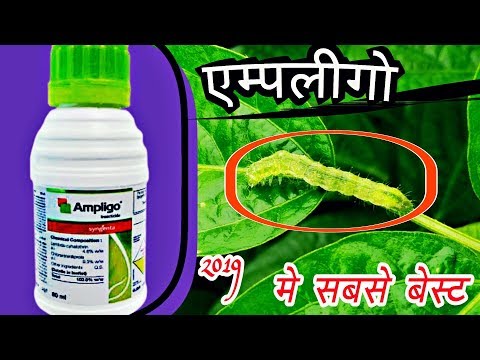 Ampligo Syngenta Insecticide, Chlorantraniliprole (10 % ...