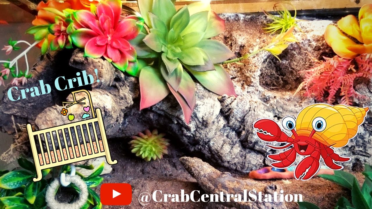 Custom Hermit Crab Tank Background - 3D Foam Background | By Crab Central Station