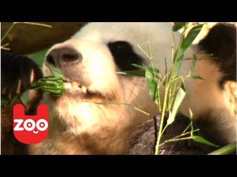 Baby Panda Born in Smithsonian National Zoo